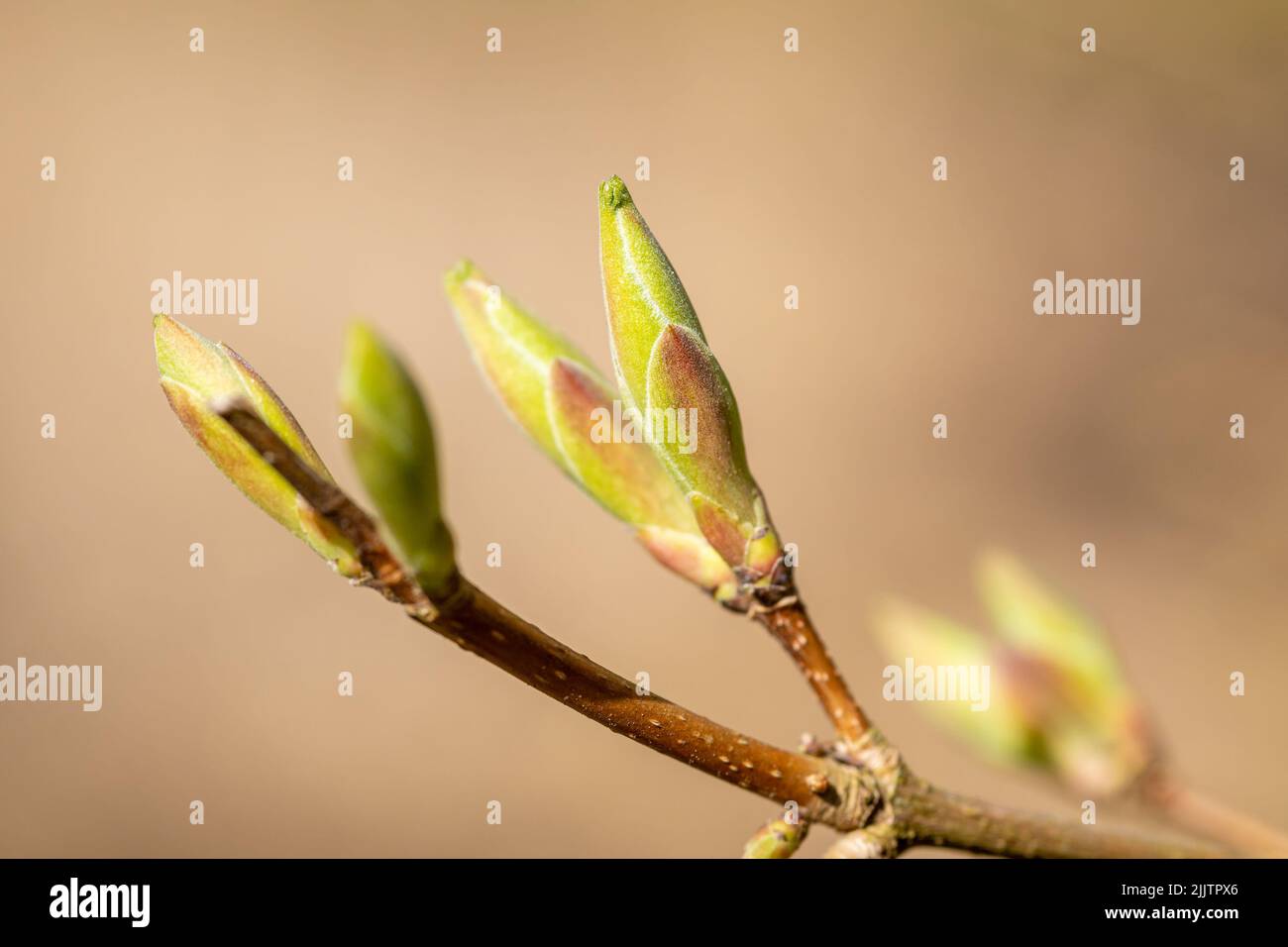 Summer green azalea hi-res stock photography and images - Alamy