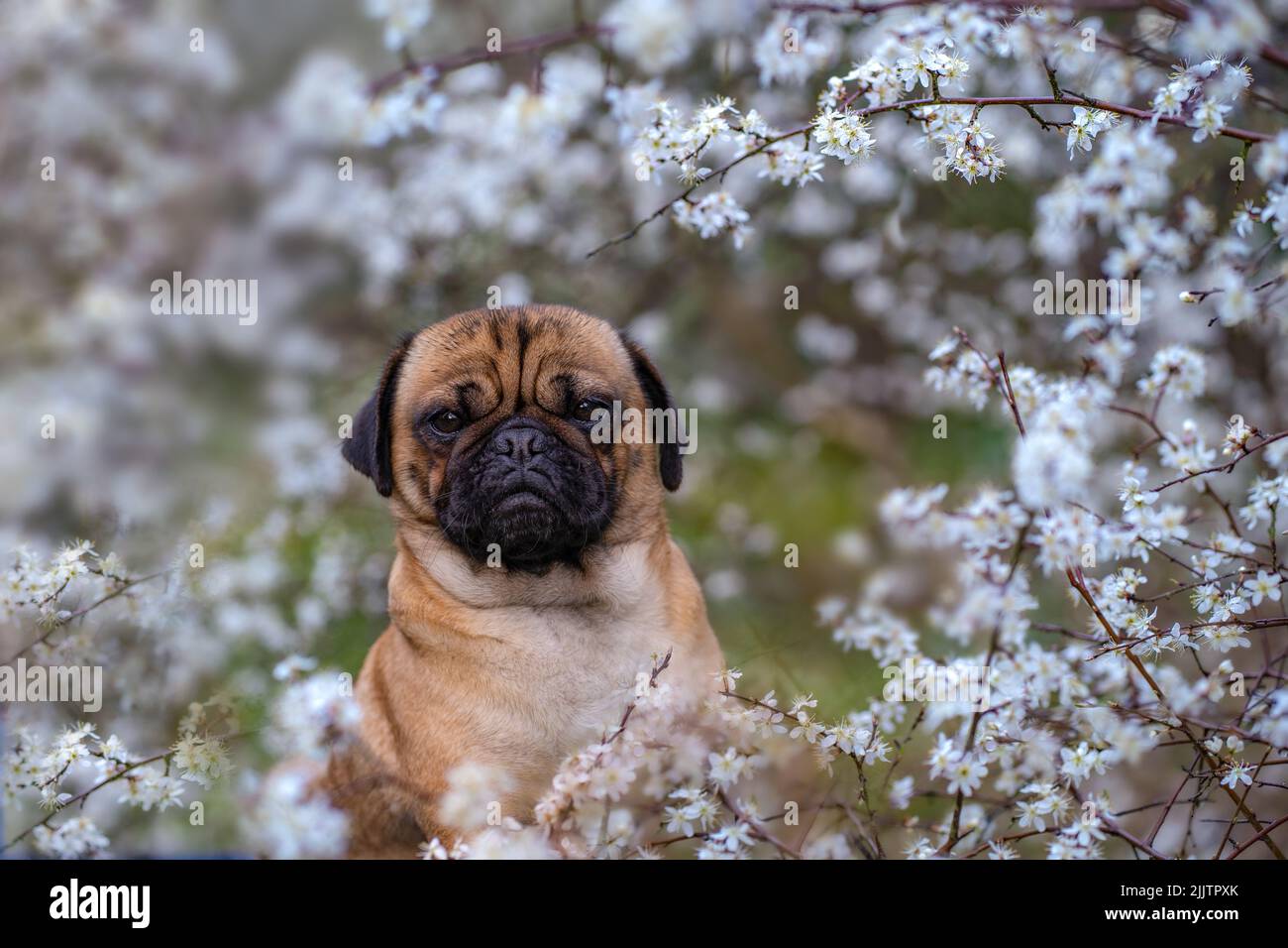 Cute pug dog hi-res stock photography and images - Alamy