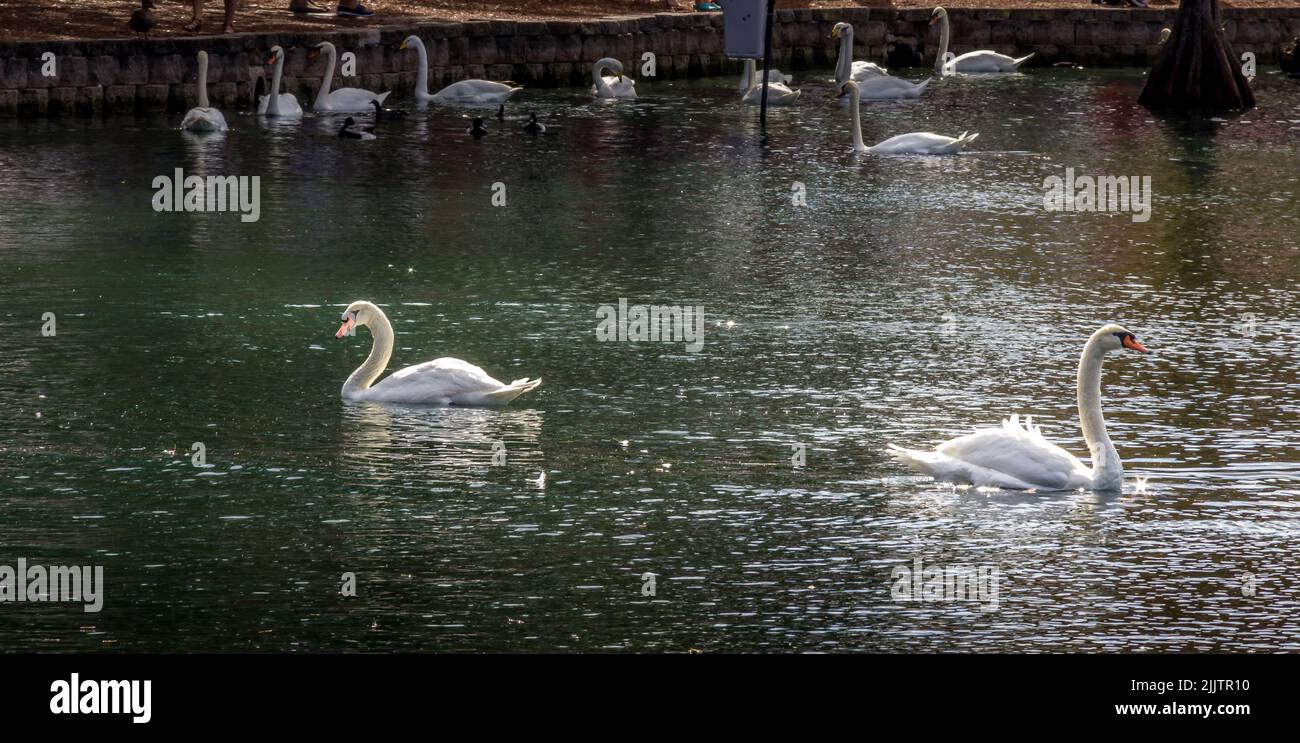White swans in the Lake Eola in Downtown Orlando, Florida Stock Photo ...