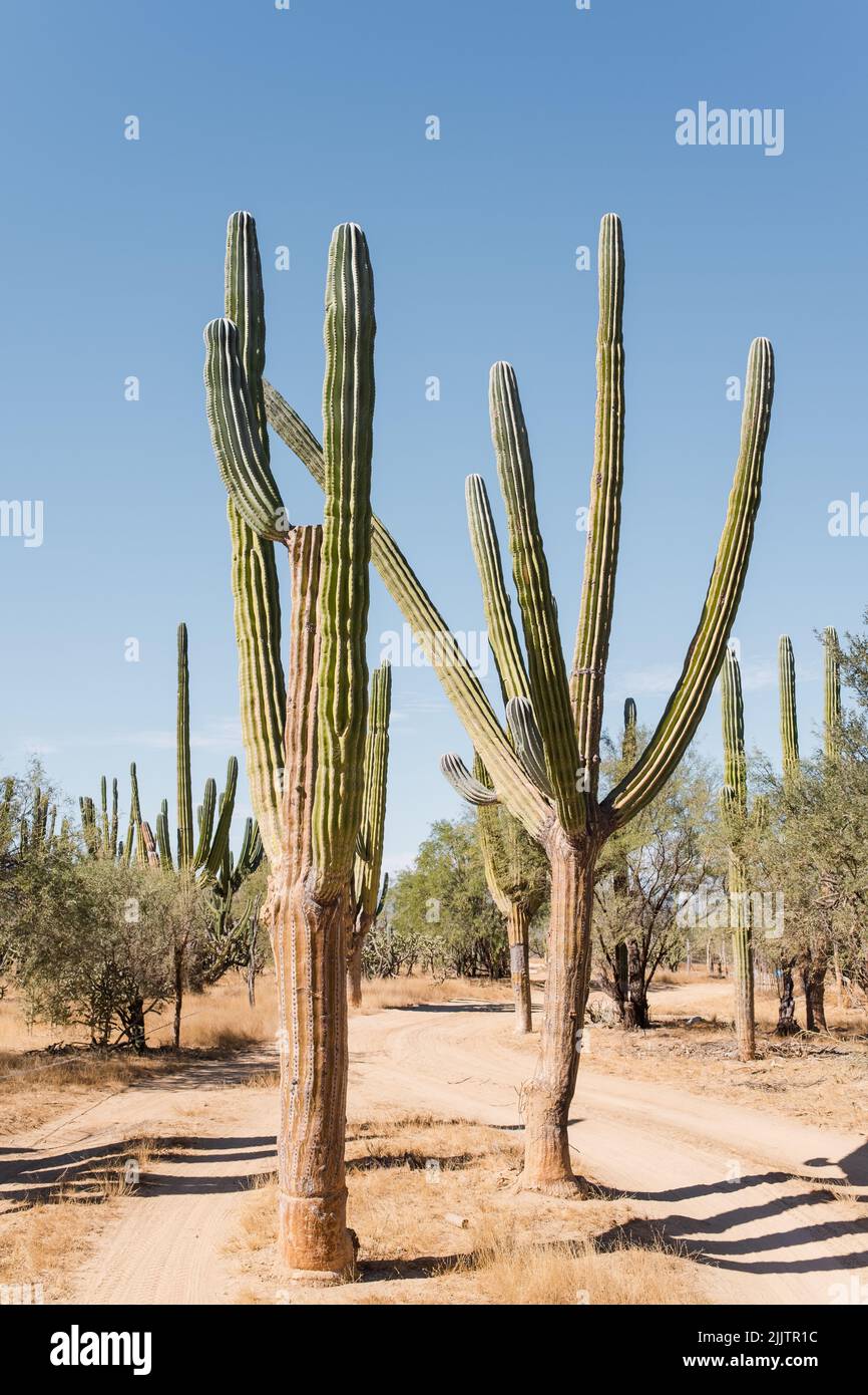A vertical shot of tall cacti on a desert in Baja California Stock ...