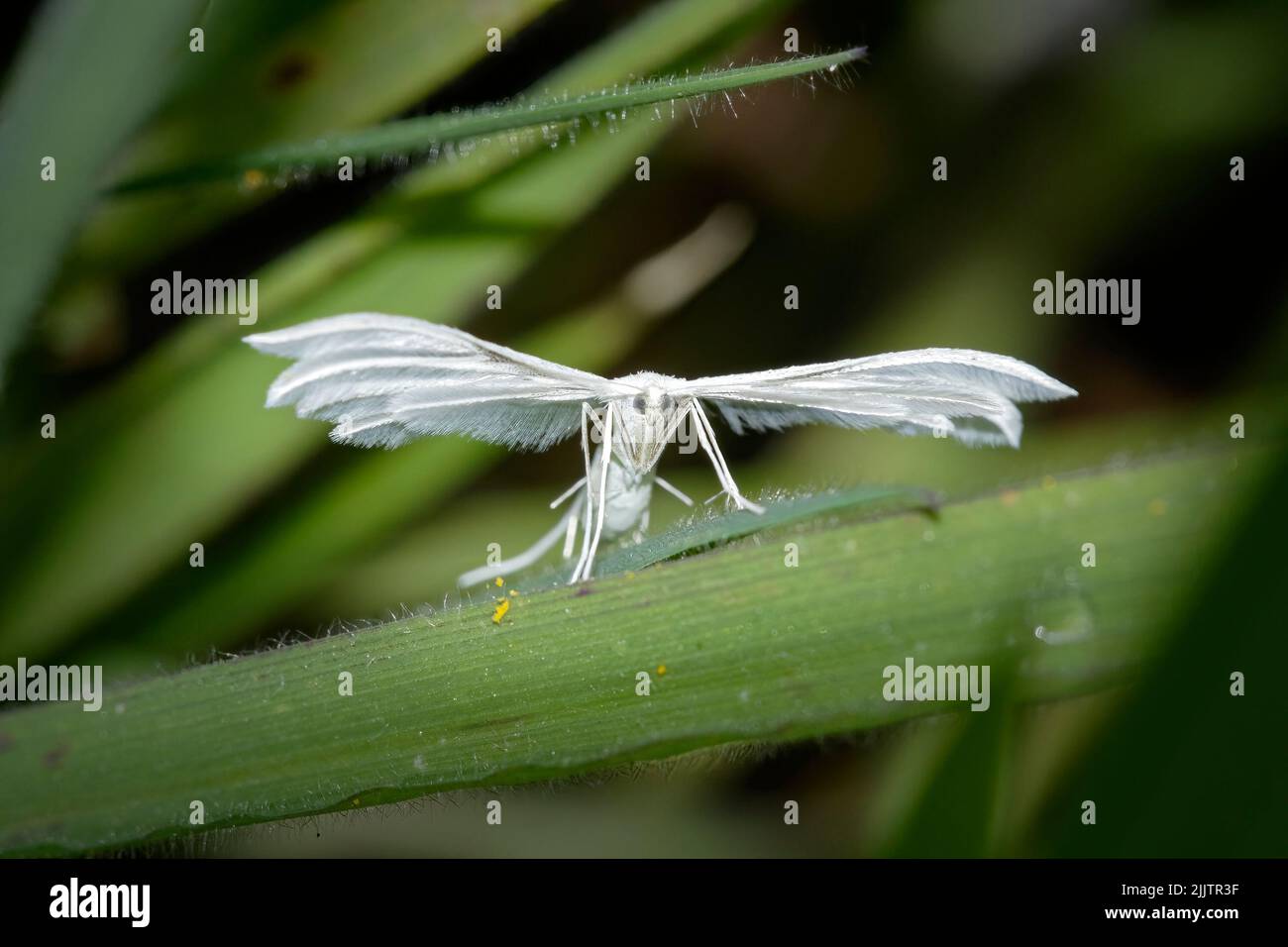Hidden white moth from a northern portuguese meadow Stock Photo - Alamy