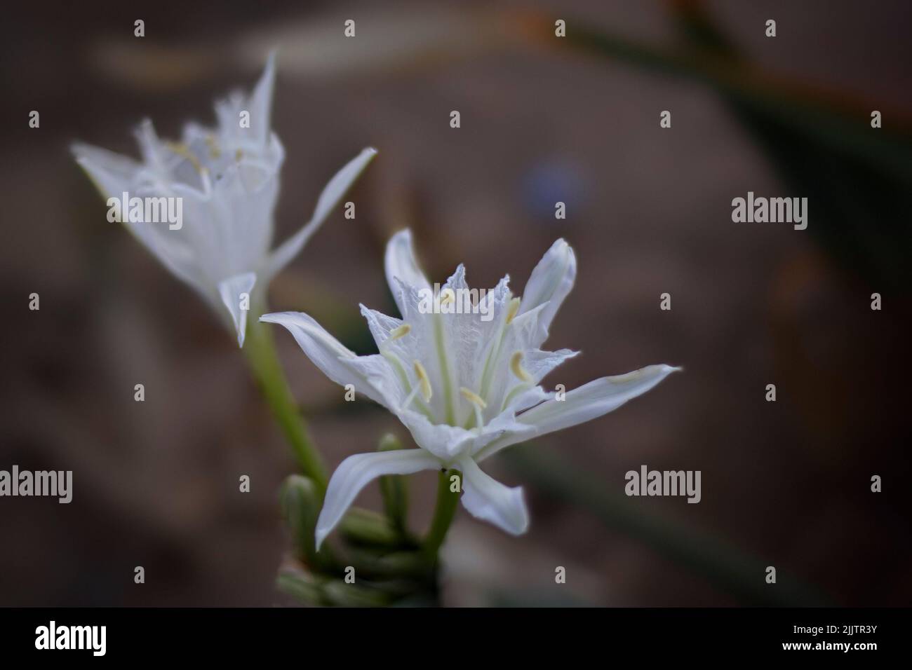 Wild white lily in a northern portuguese sand dune at dusk. Shallow ...