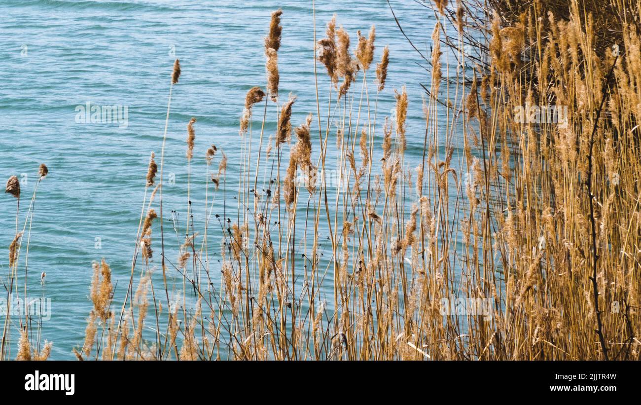 Grass reeds in water hi-res stock photography and images - Alamy