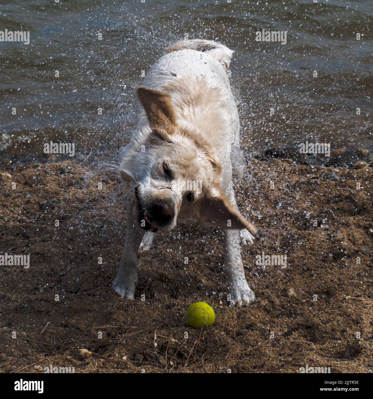 A wet Labrador coming out of the water with his tennis ball Stock Photo ...