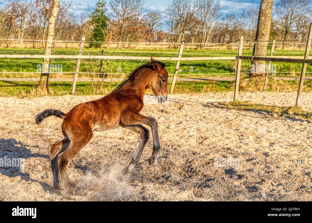 Dark brown foal rears up and gallops in the outdoor arena. Having fun ...