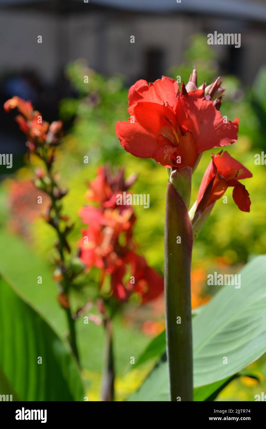 A vertical close-up shot of Canna flower in a blurry background Stock ...