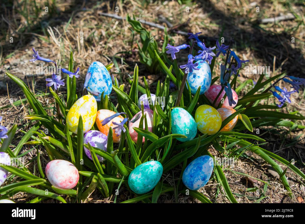 A closeup of colorful Easter eggs on grass in a field Stock Photo - Alamy