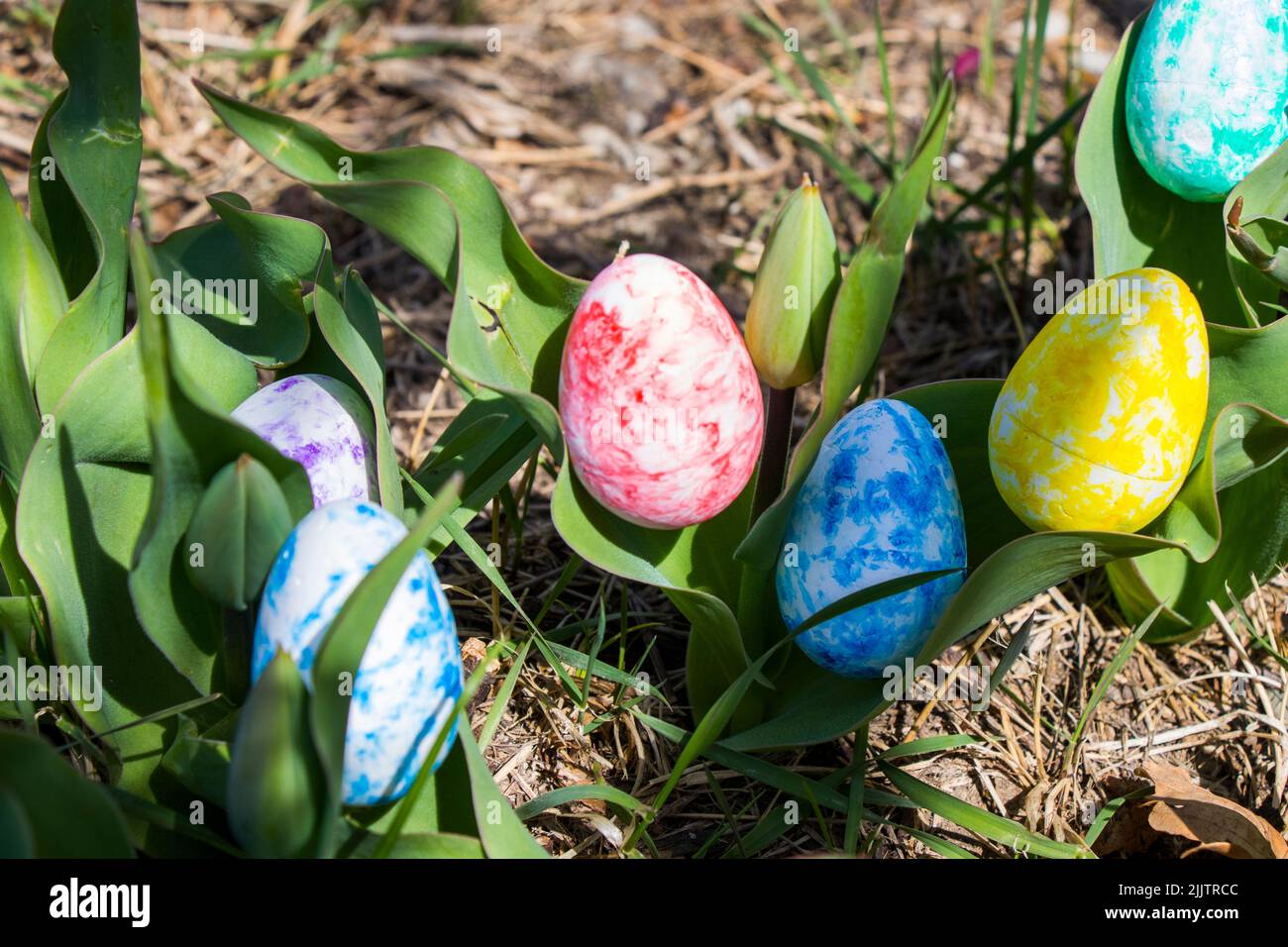 A closeup of colorful Easter eggs on grass in a field Stock Photo - Alamy