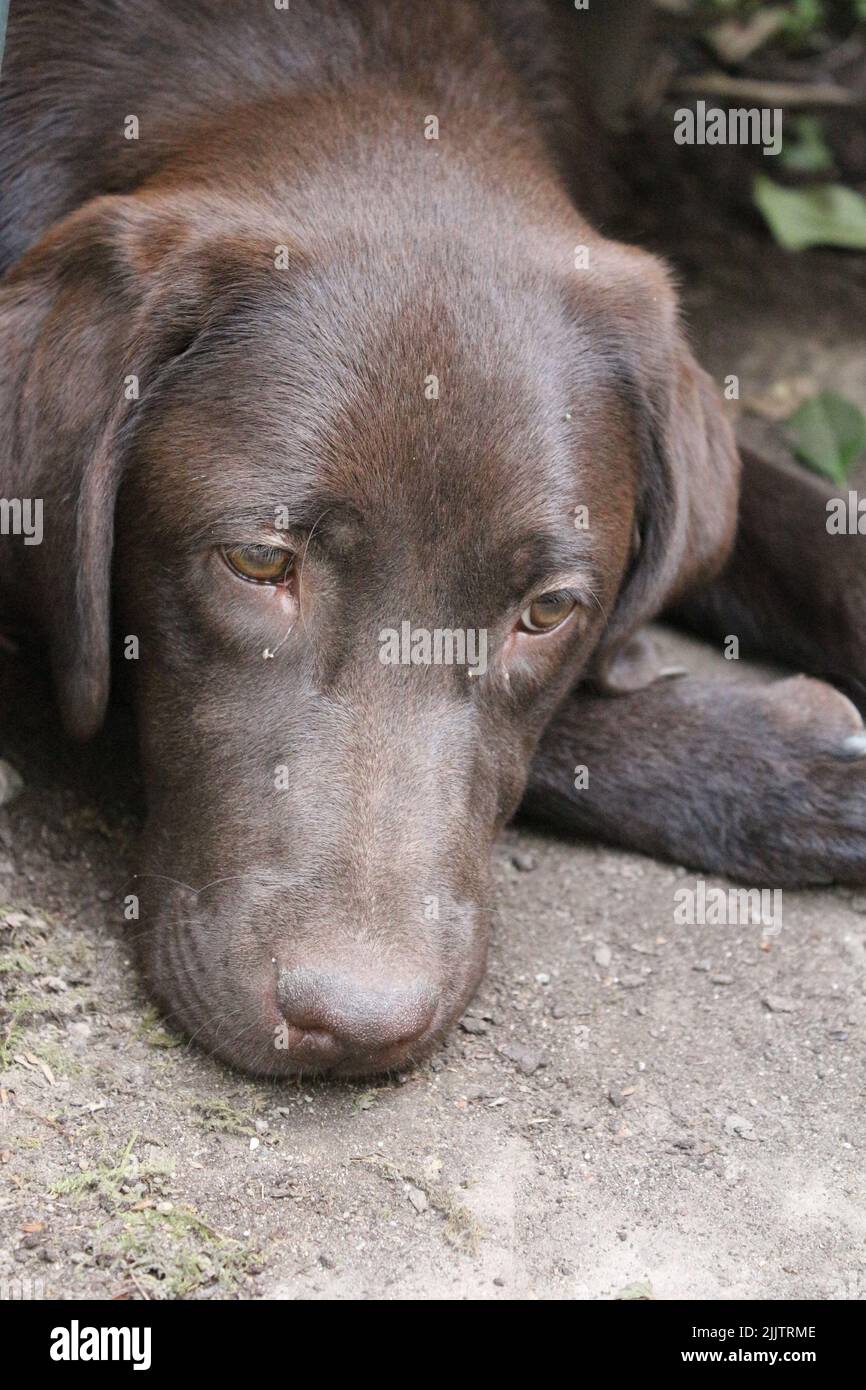 Cute chocolate lab hi-res stock photography and images - Alamy