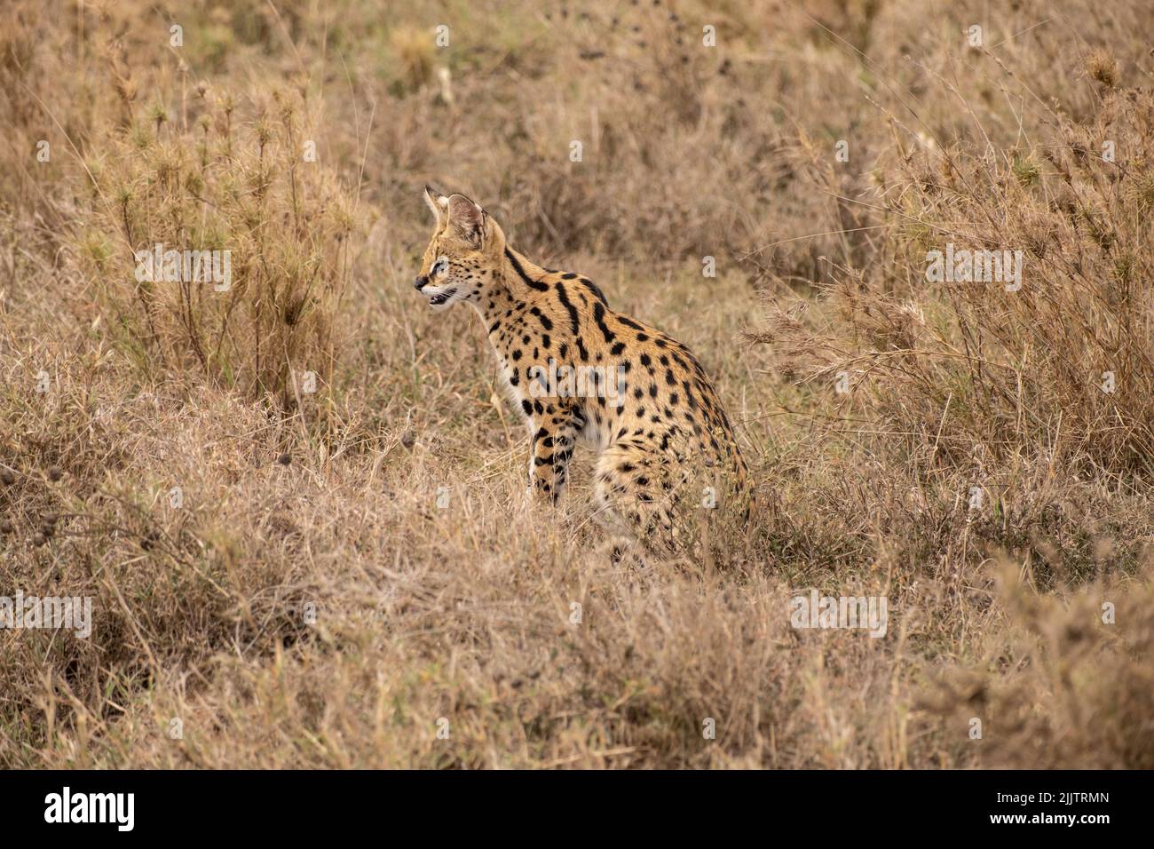 African animal wilderness hi-res stock photography and images - Alamy