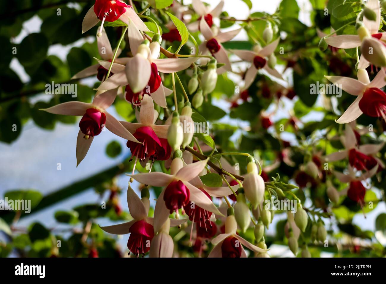 Close up of fuchsia hi-res stock photography and images - Alamy