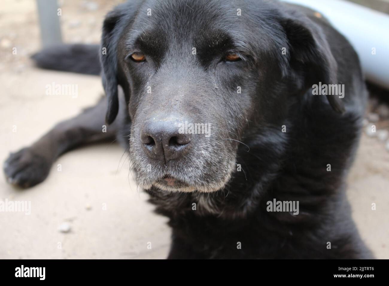 A Labrador Retriever photos Stock Photo - Alamy