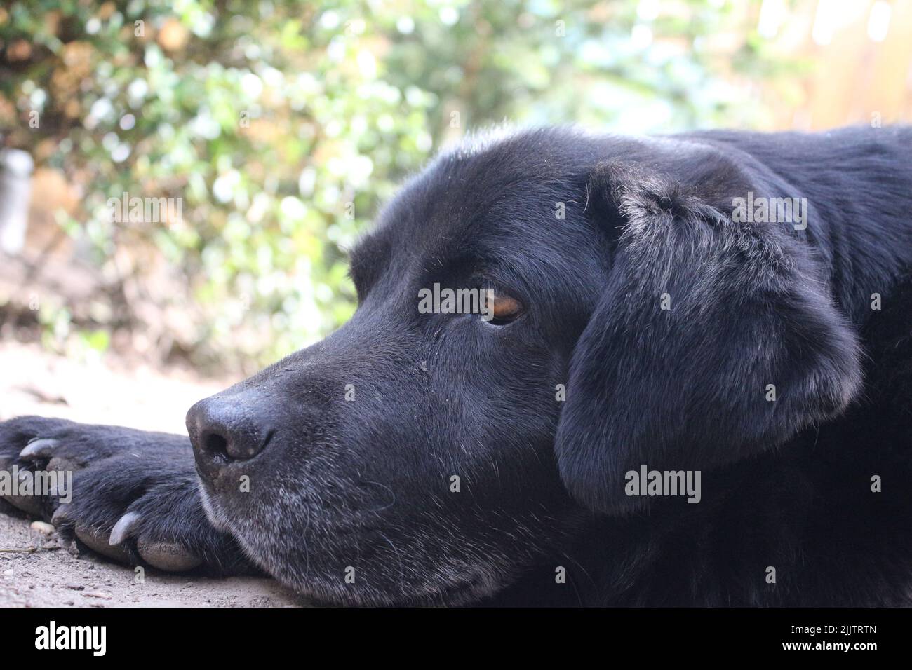 A Labrador Retriever photos Stock Photo - Alamy