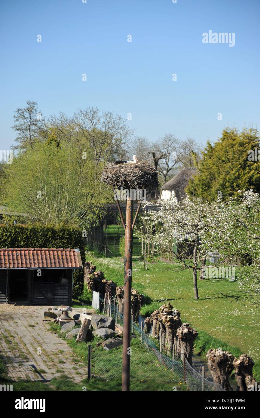 Natural bird nest hi-res stock photography and images - Alamy