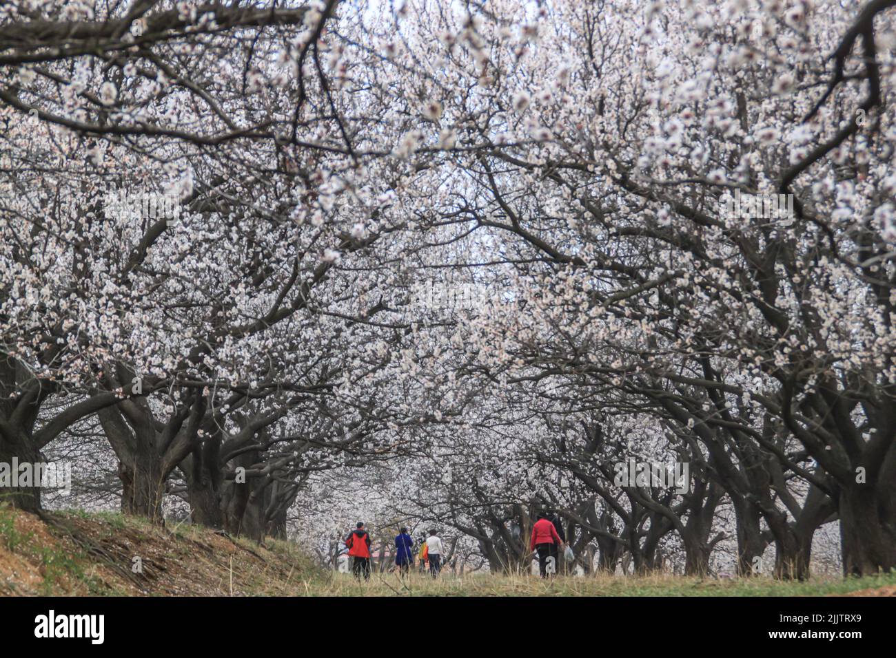 A group of people walking under apricot trees blossoms in the orchard ...