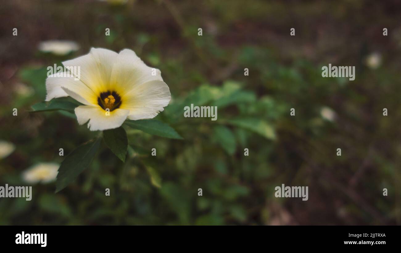 The close-up of yellow Primula flower in the field, Abuja, Nigeria ...
