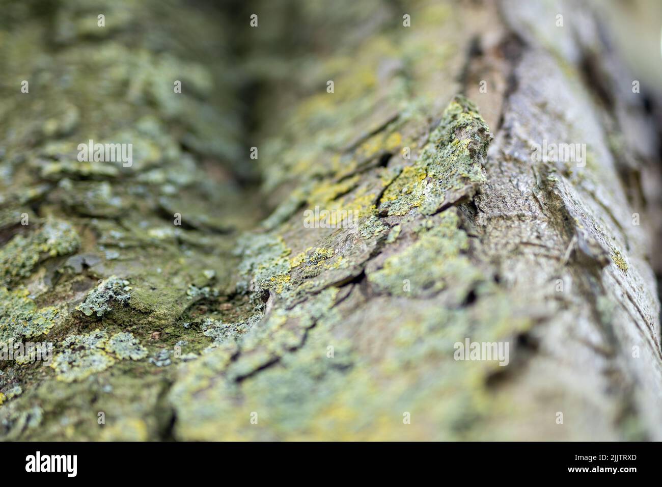 Green moss texture hi-res stock photography and images - Alamy