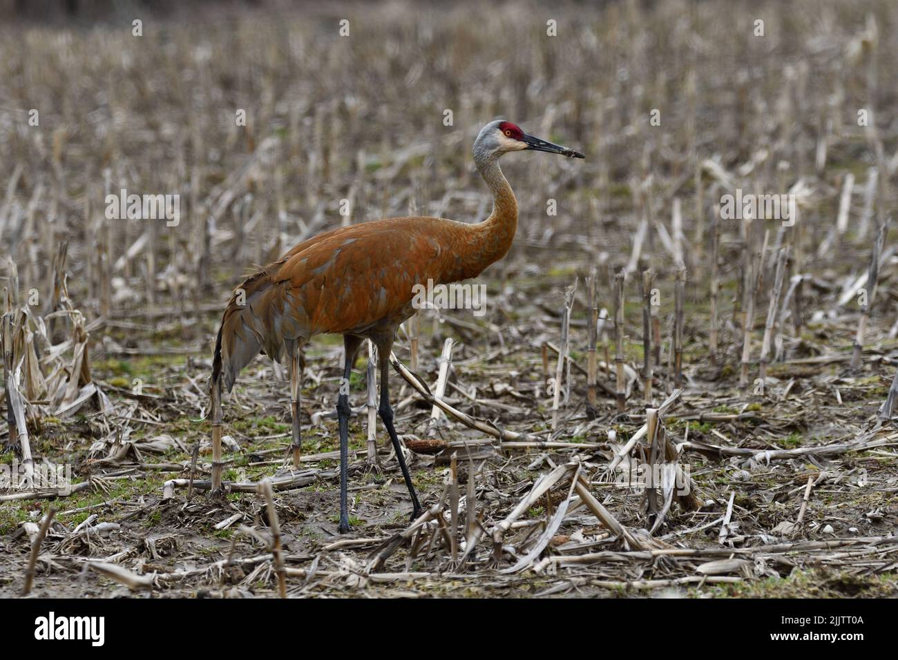 Sandhill crane wildlife bird hi-res stock photography and images - Alamy