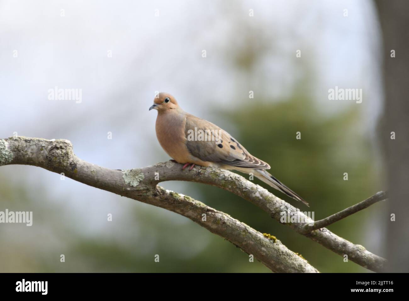 A cute dove sitting on a tree branch Stock Photo - Alamy
