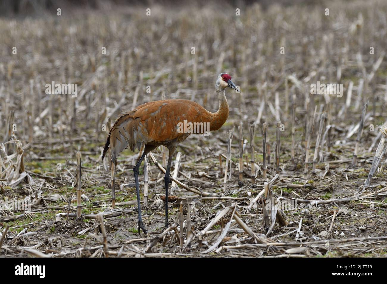 A sandhill crane standing in a corn field Stock Photo - Alamy