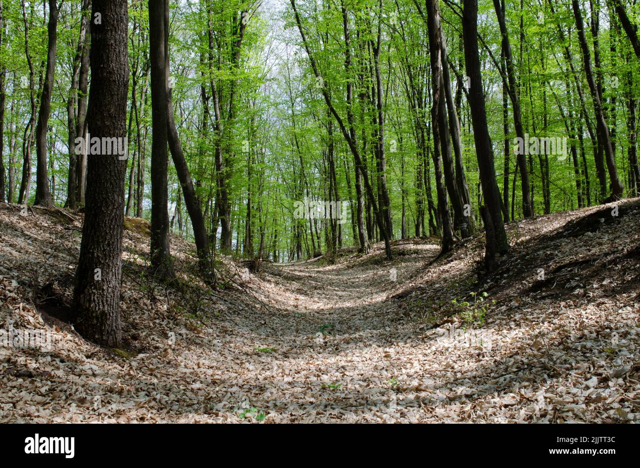 A beautiful view of a path in a forest with tall trees in spring Stock ...