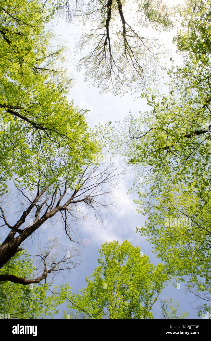 A bottom view of tall trees in a forest against the sky background ...