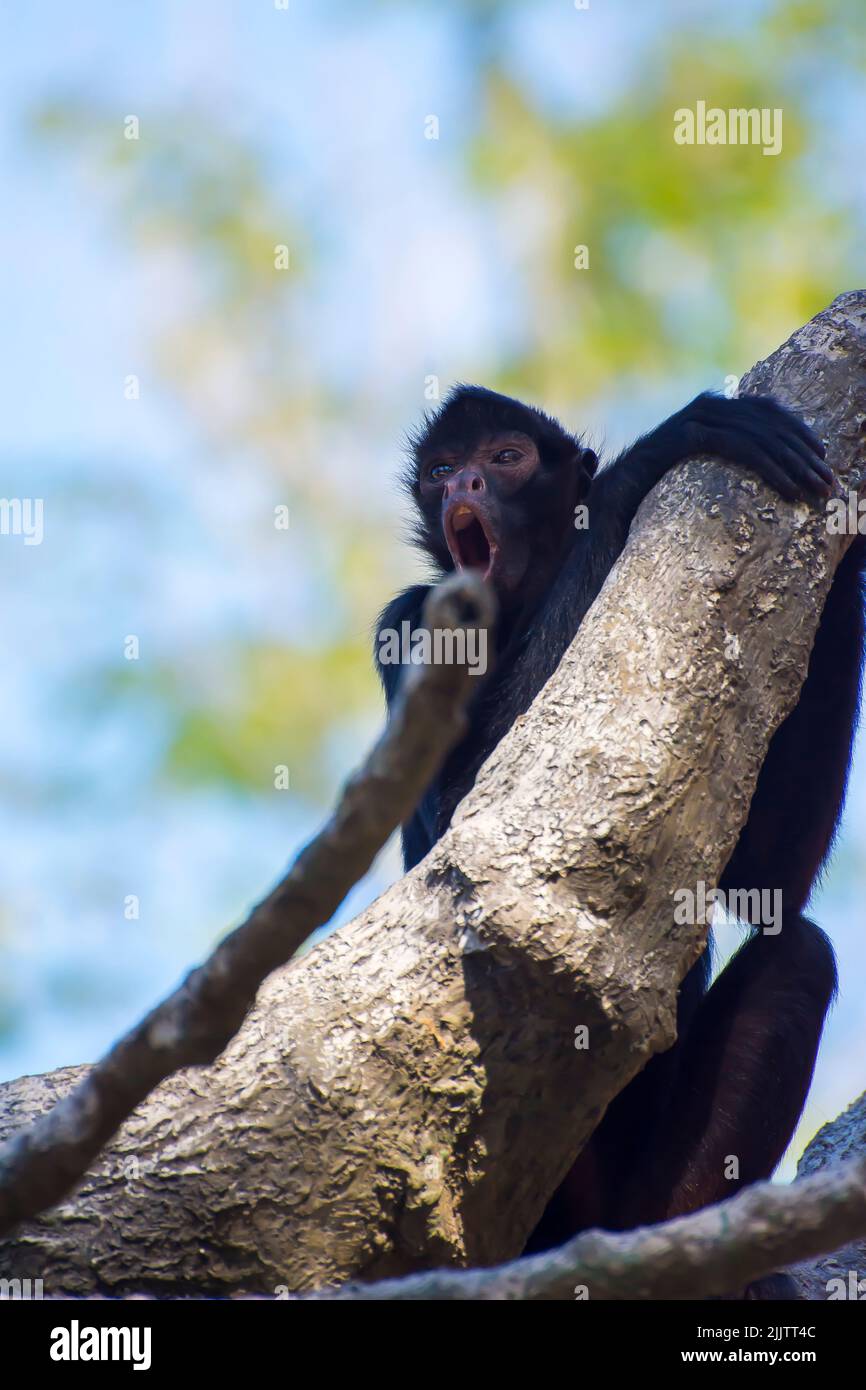 Spider monkey, a primate very common on the Amazon Forest, Brazil Stock ...