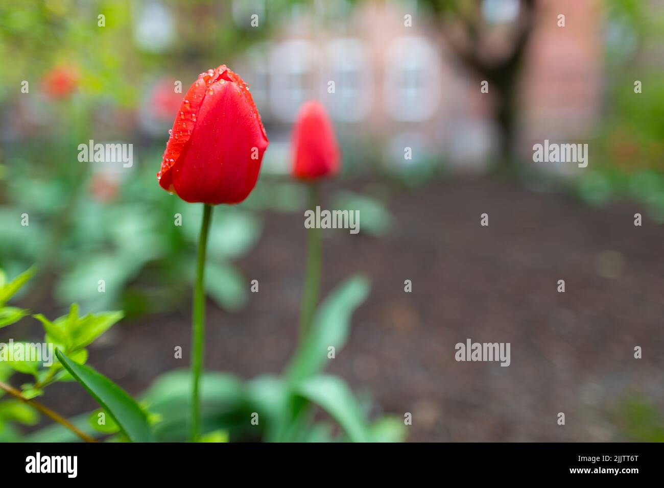 Red tulip after the rain in a garden in Boston, Massachusetts, United ...
