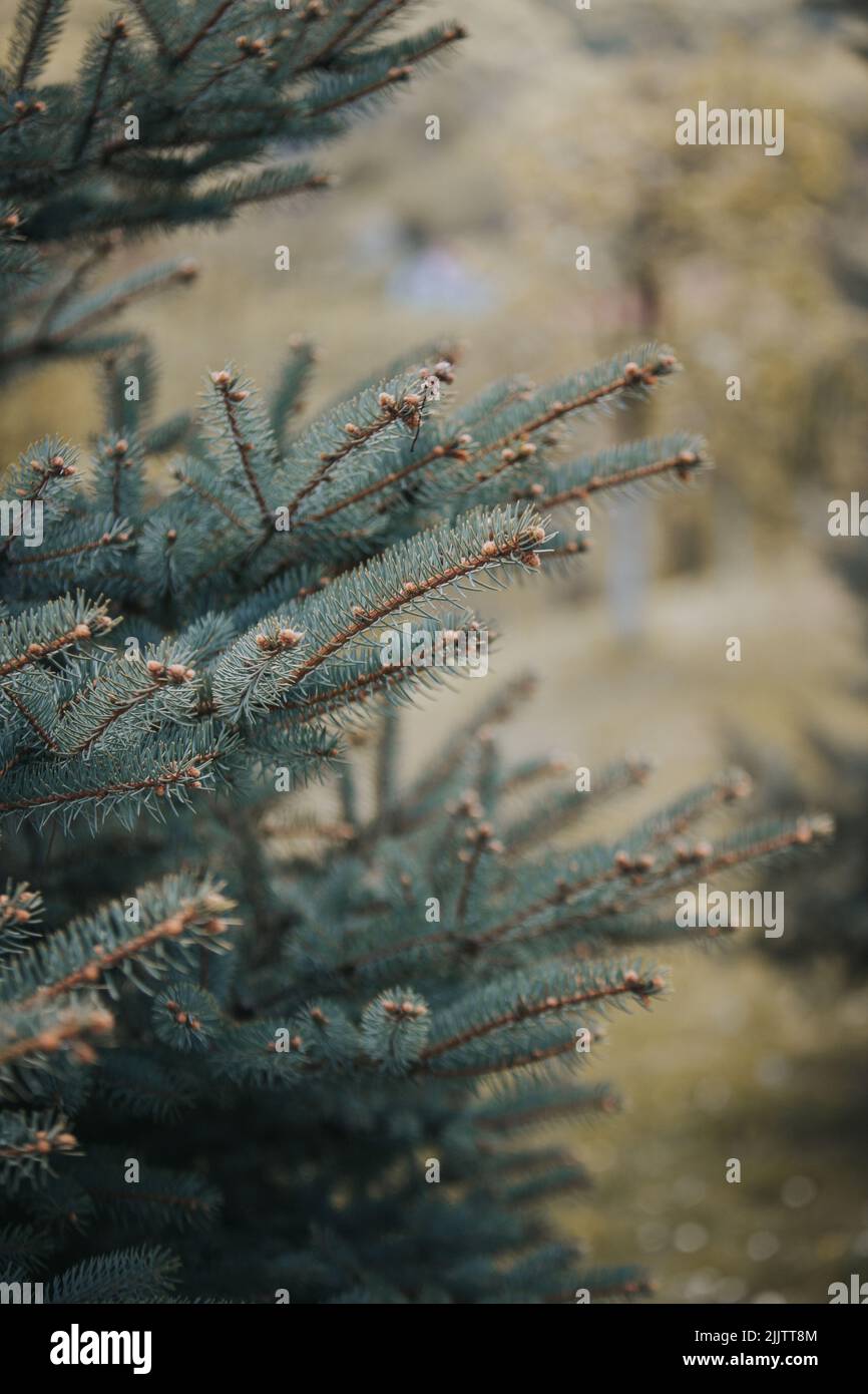 A vertical shot of blue spruce tree branches in a garden with a blurry ...