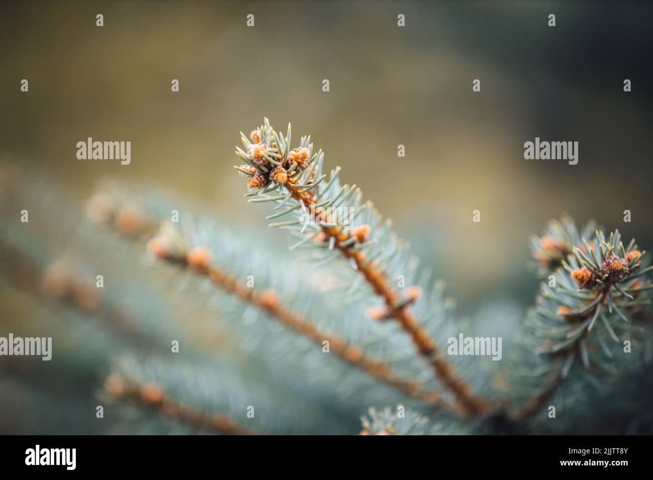 A closeup of blue spruce tree branches in a garden with a blurry ...