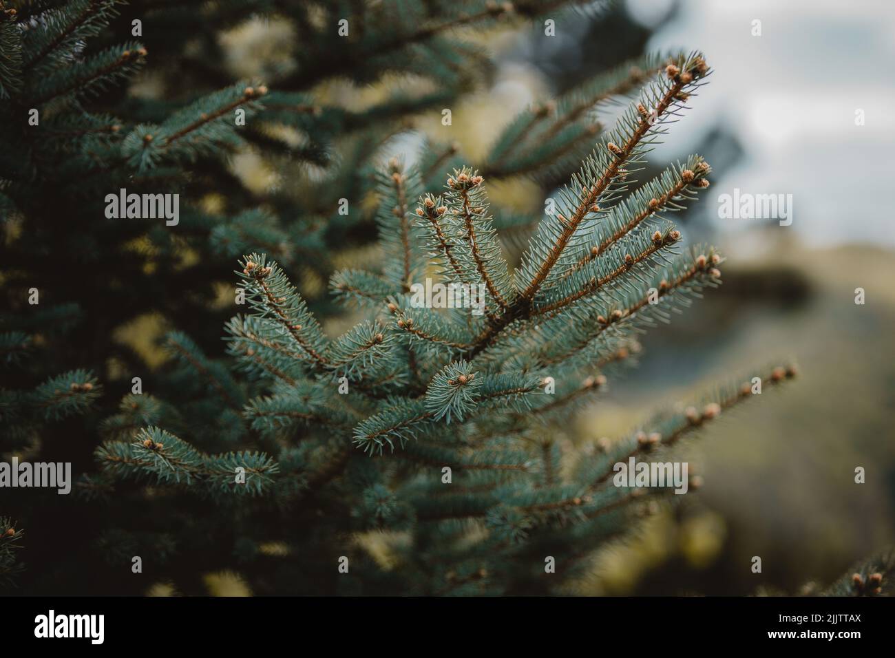 A closeup of blue spruce tree branches in a garden with a blurry ...