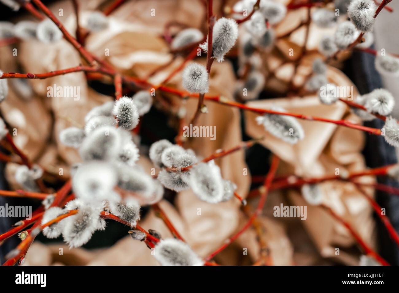 The close-up of fluffy willow buds on a tree branches Stock Photo - Alamy