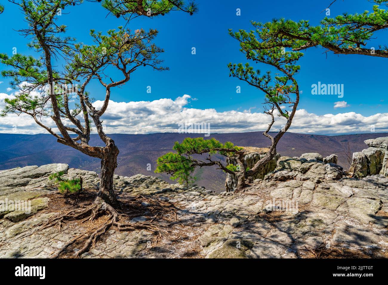 Trees growing on top hi-res stock photography and images - Alamy