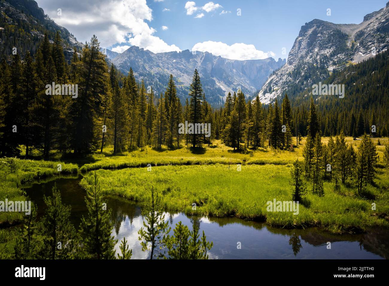 Daytime forest hi-res stock photography and images - Alamy