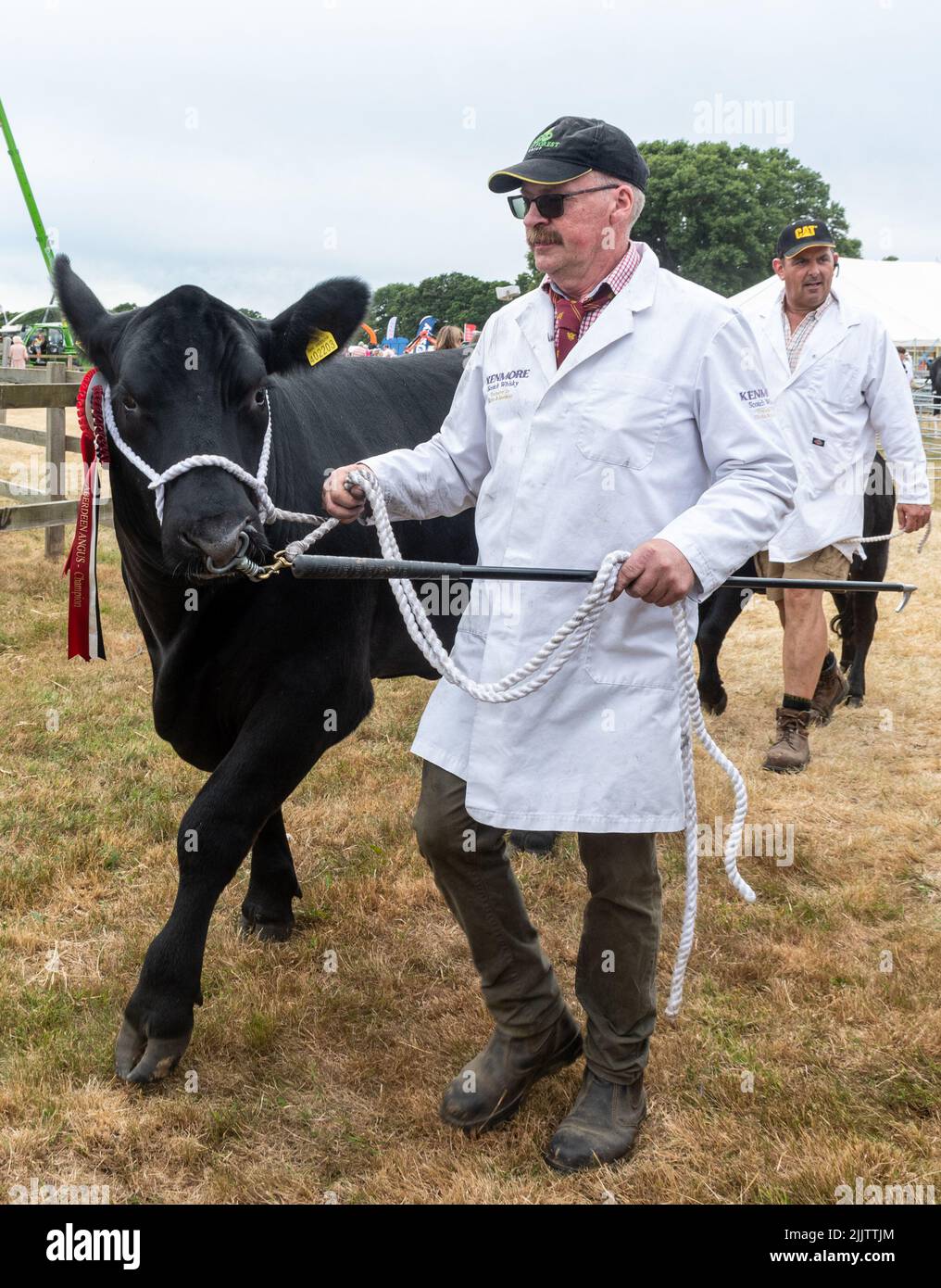 Aberdeen Angus cattle breed at the New Forest and Hampshire County Show ...