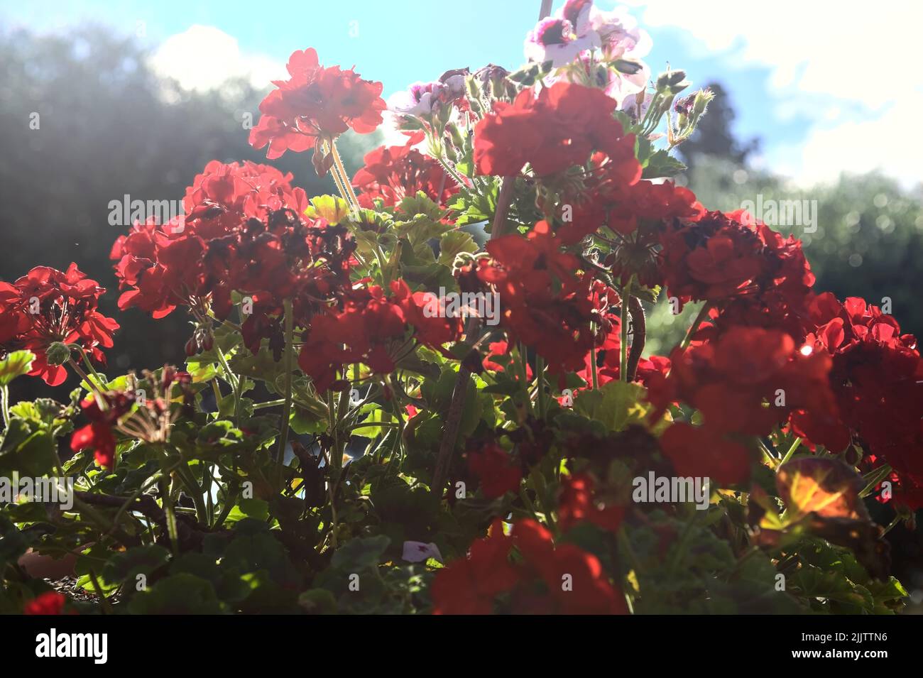 Red geraniums with the sky and the sun behind them Stock Photo - Alamy