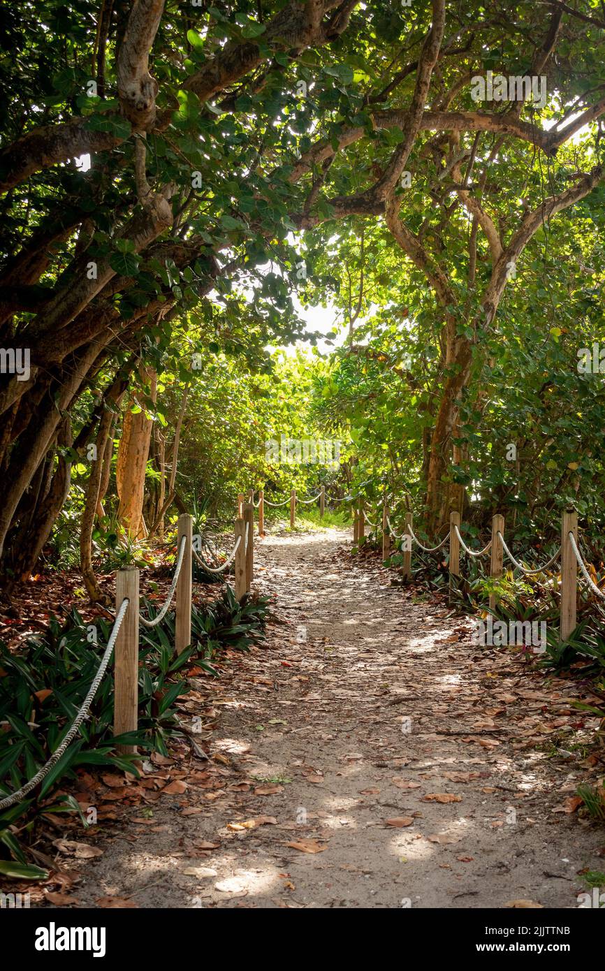 Wild path trail cover with trees that leads down to Hollywood Beach ...
