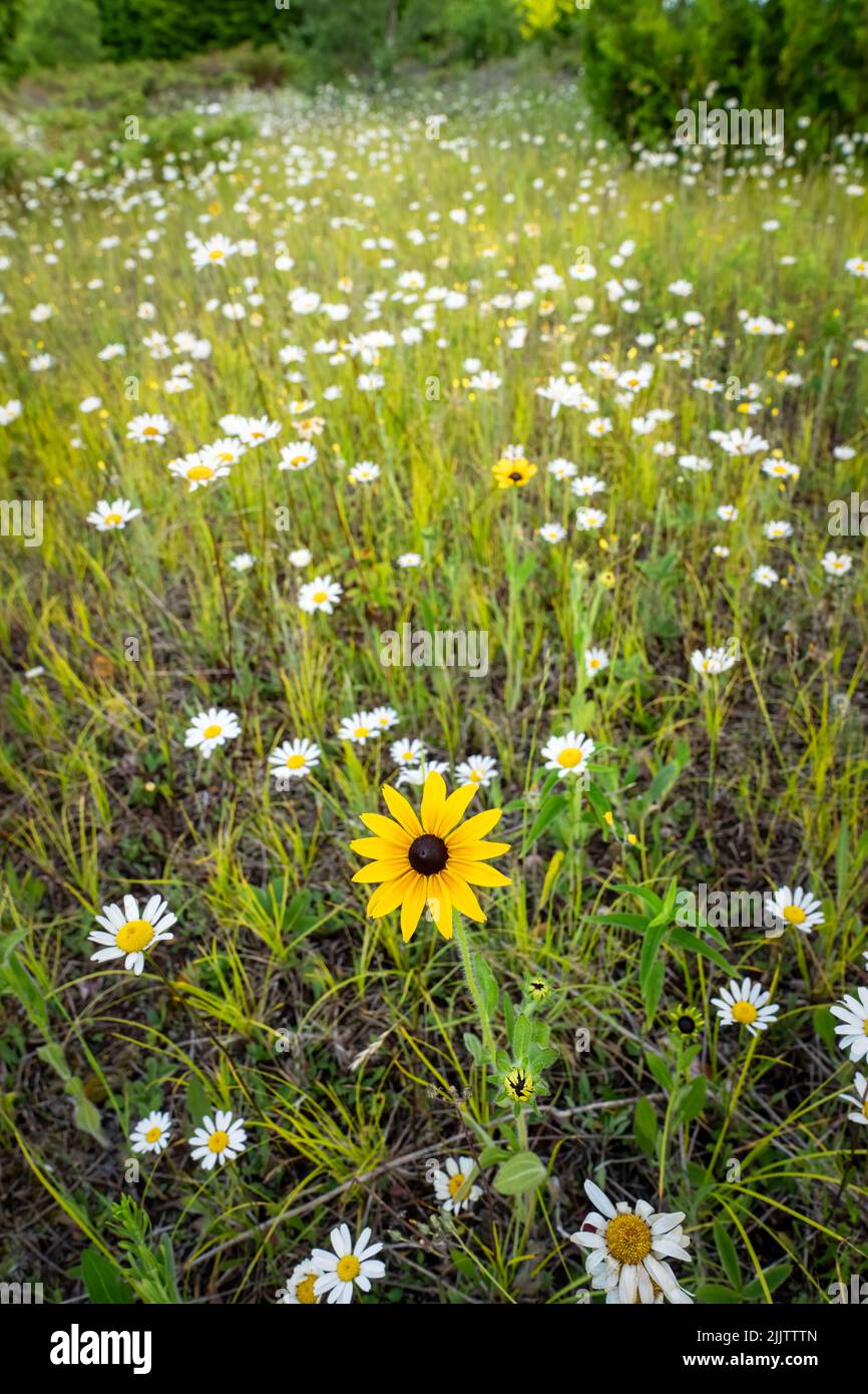 The Door County Land Trust is a land preservation organization located ...