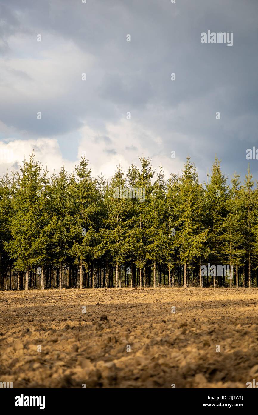 A beautiful view of a field with a forest in the background Stock Photo ...