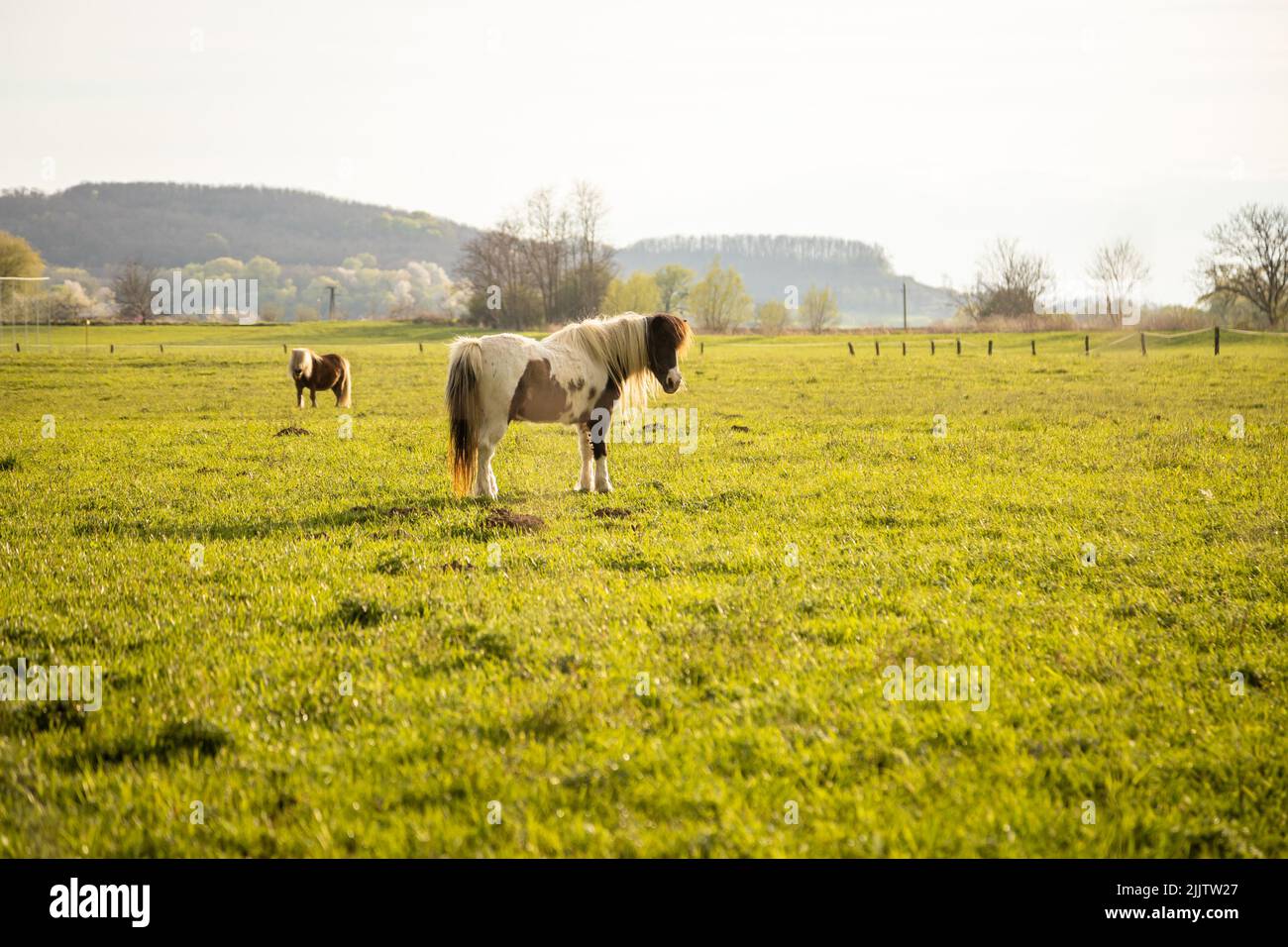 A beautiful view of ponies in a green field Stock Photo - Alamy