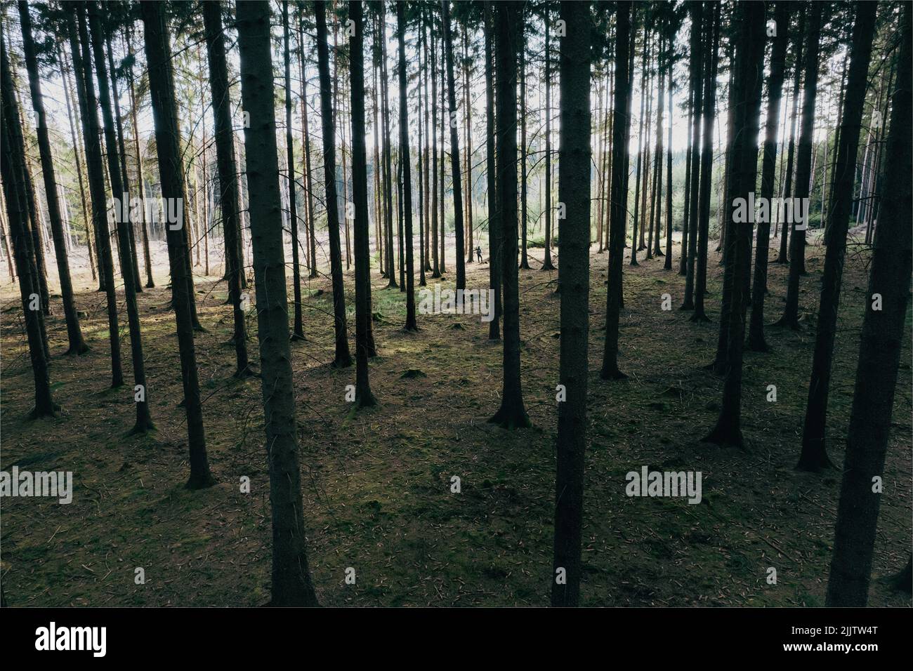 Trees and grass scene hi-res stock photography and images - Alamy
