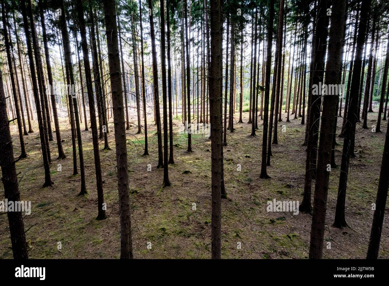 Tall trees woods forest hi-res stock photography and images - Alamy