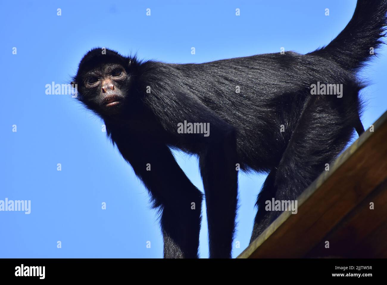 Spider monkey, a primate very common on the Amazon Forest, Brazil Stock ...