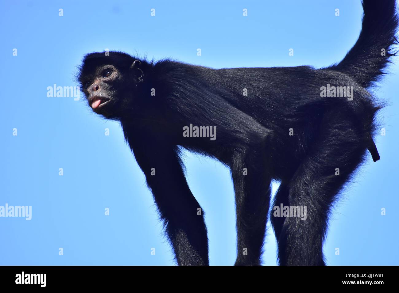 Spider monkey, a primate very common on the Amazon Forest, Brazil Stock ...