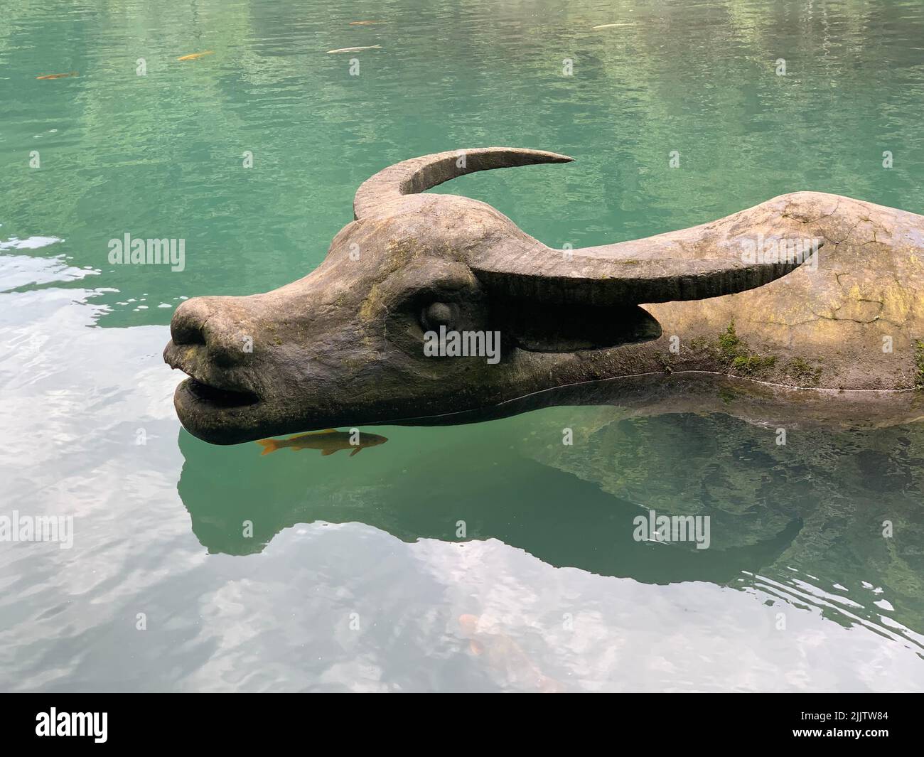An old sculpture of an ox immersed in clear water in Wuyi, Jinhua ...