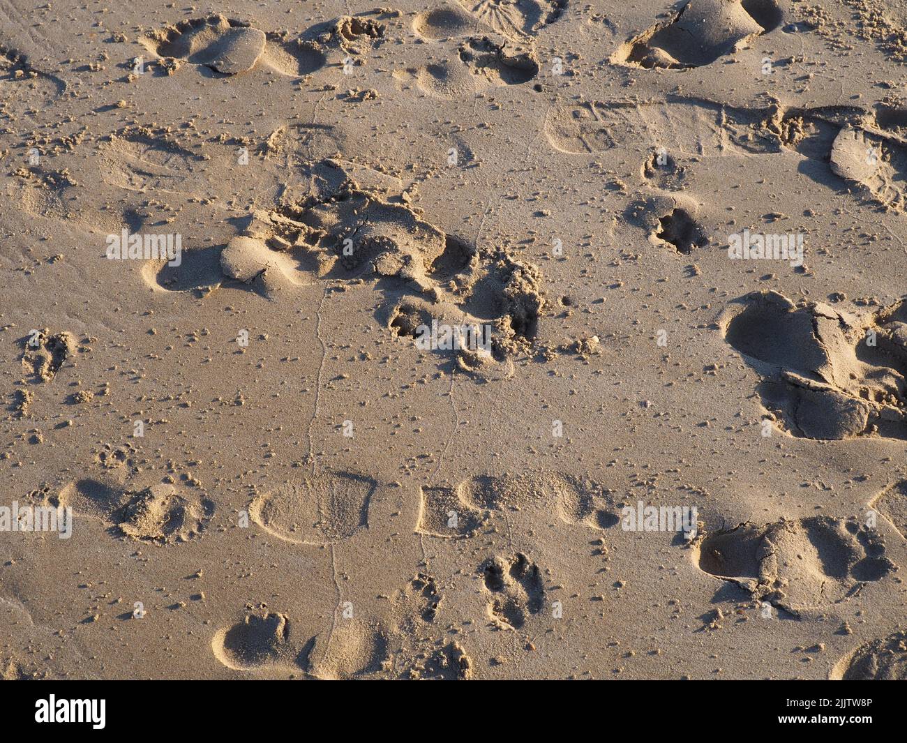 A closeup shot of footprints, shoe, and dog tracks in random directions ...