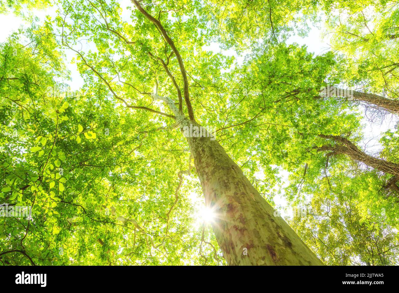 Big gigantic tree crown with bright green colors and sunshine Stock ...
