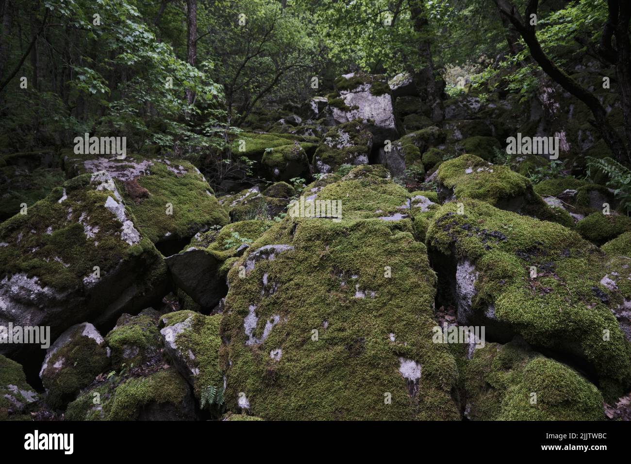 Stones covered with hi-res stock photography and images - Alamy