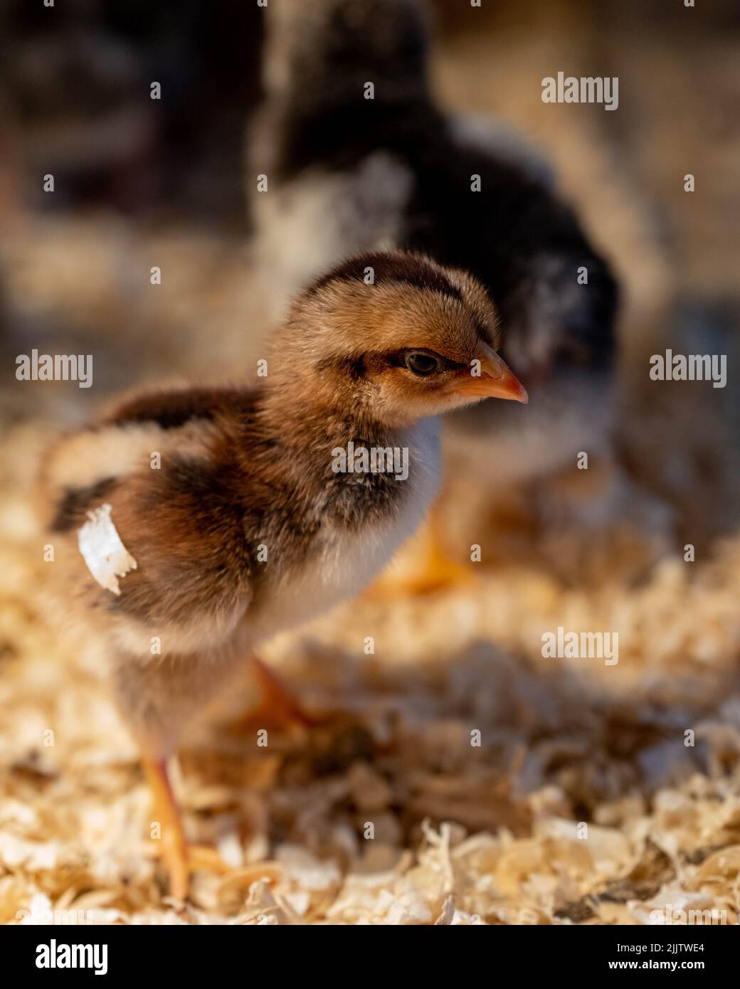 Hatched egg shell hi-res stock photography and images - Alamy