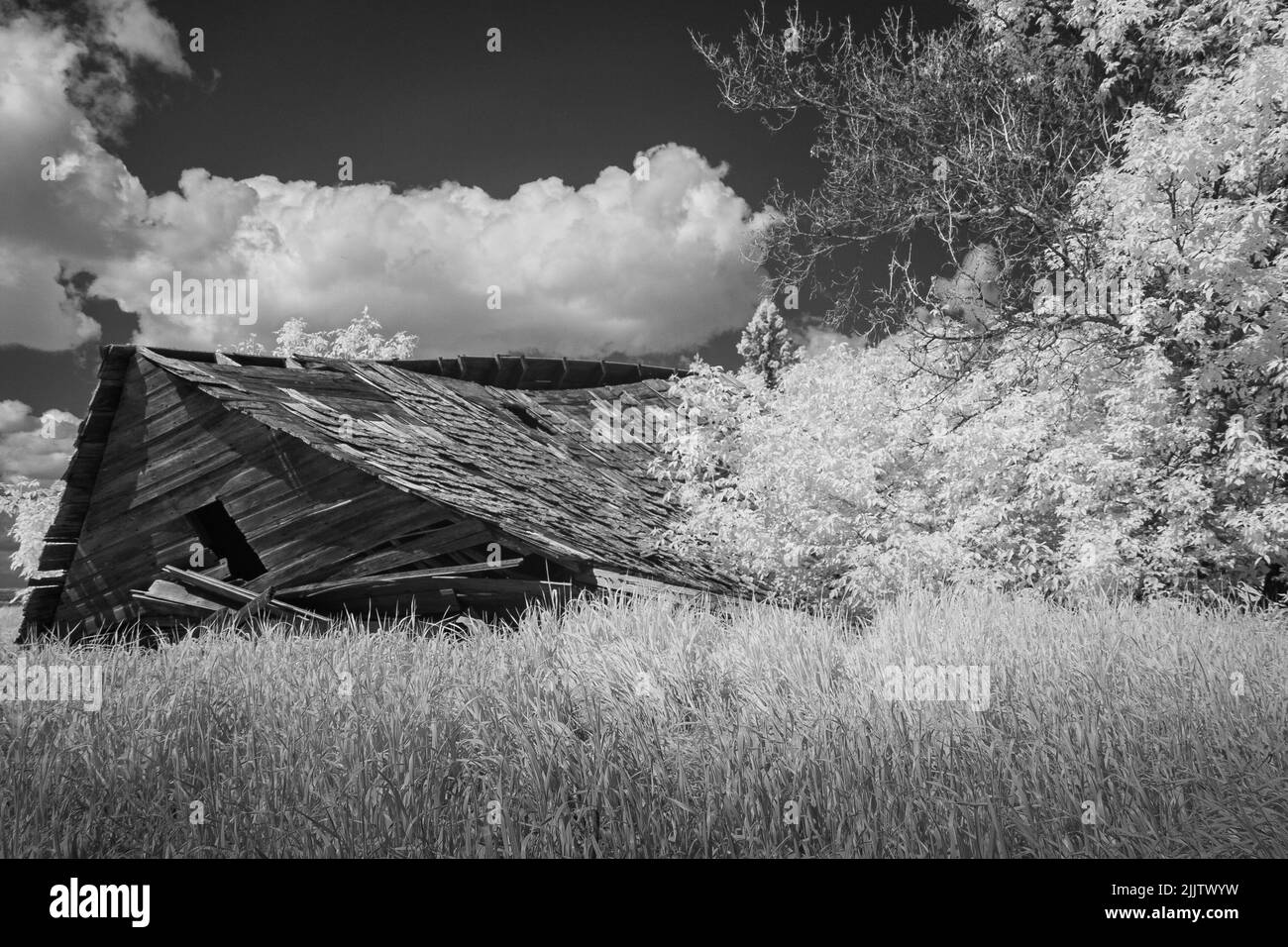 A old, broken, wooden farmhouse in a field among trees under cloudy ...